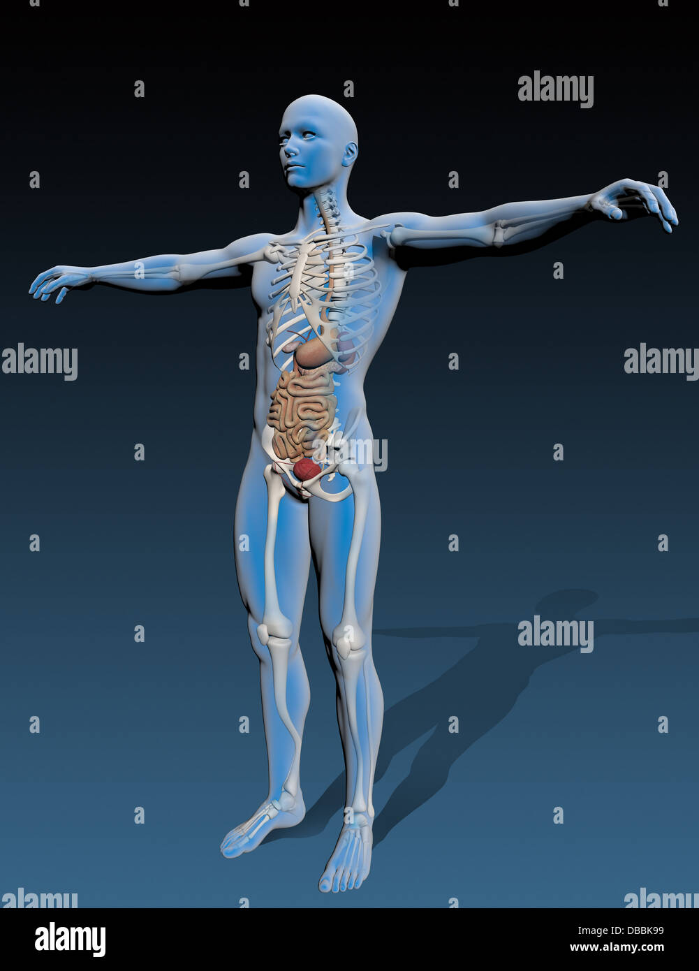 Human body with internal organs, composite by stomach, Great to be used ...
