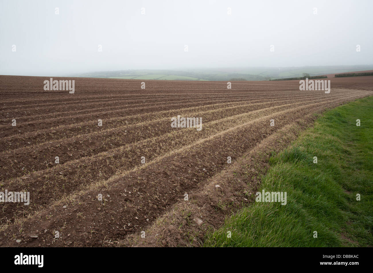 Ridges and furrows in field prepared for potatoes Stock Photo - Alamy