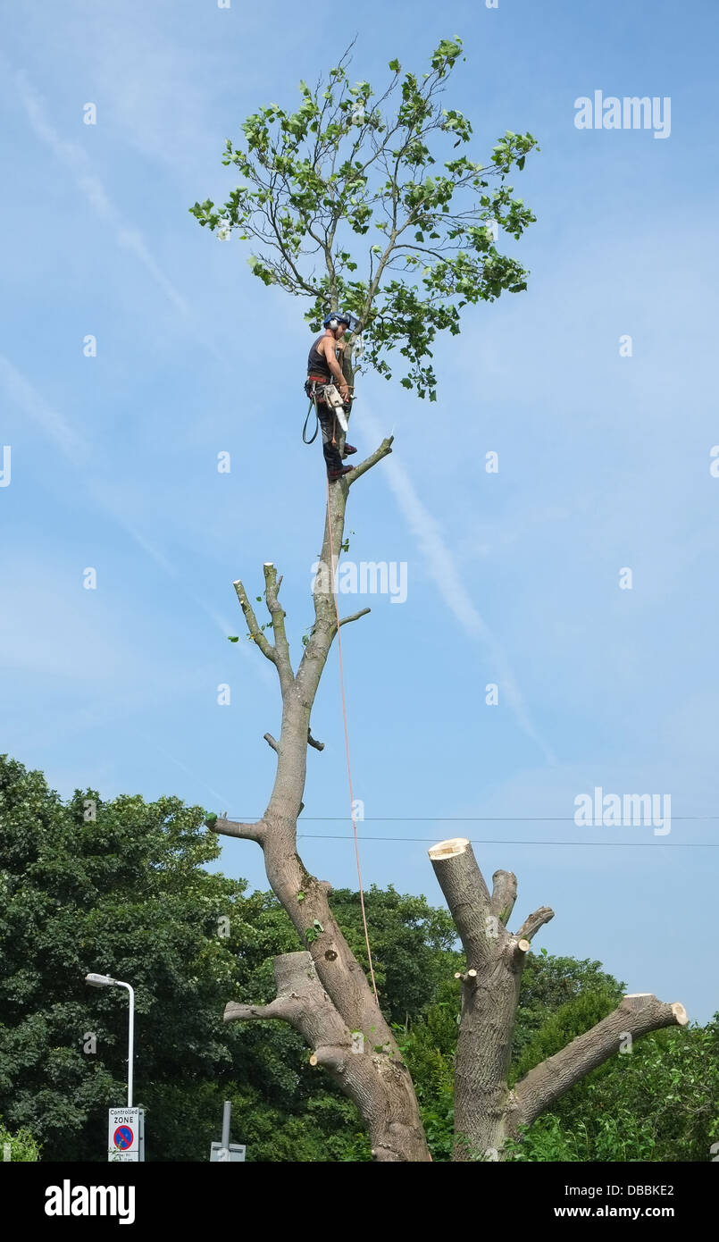 Cutting tall tree hi-res stock photography and images - Alamy