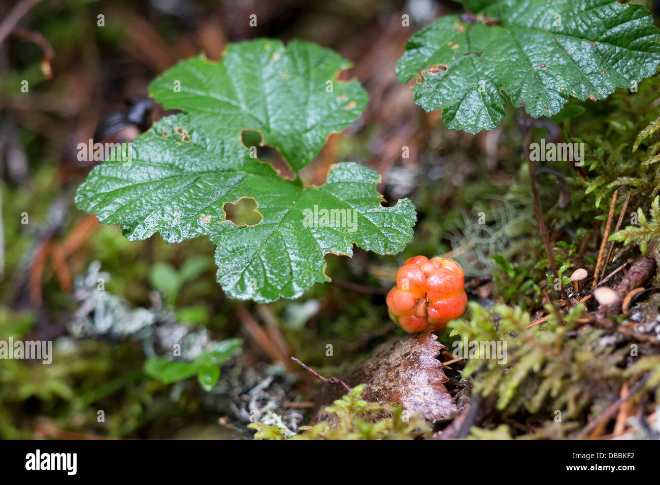 Wild Cloudberry, Lentiira, Finland Stock Photo - Alamy