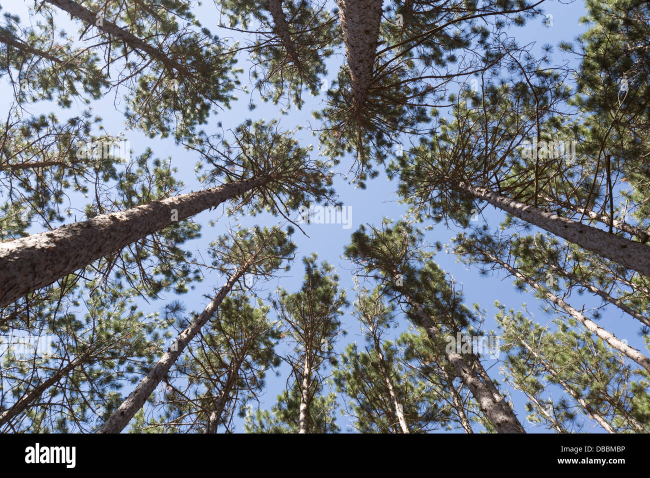 Looking up at tall log pole pine trees Stock Photo - Alamy