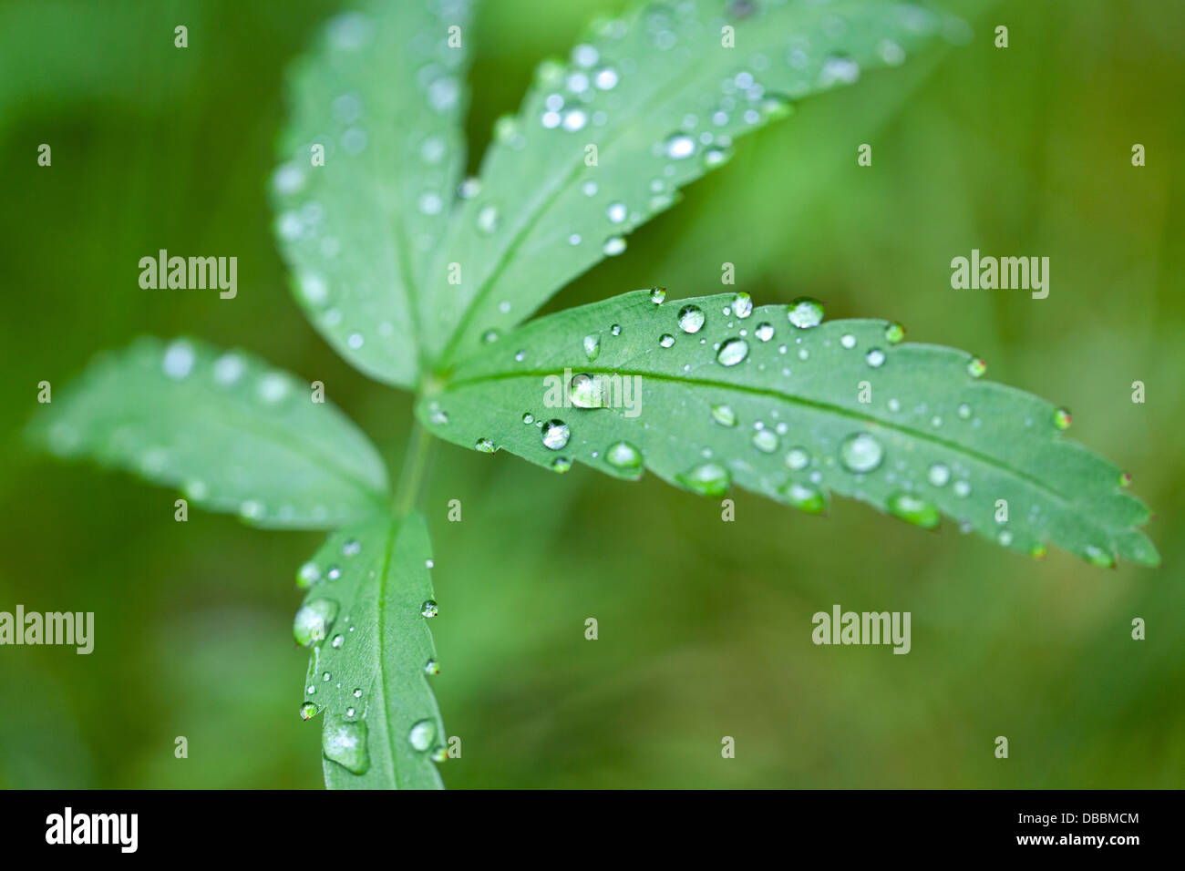 Pinnately compound leaf hi-res stock photography and images - Alamy
