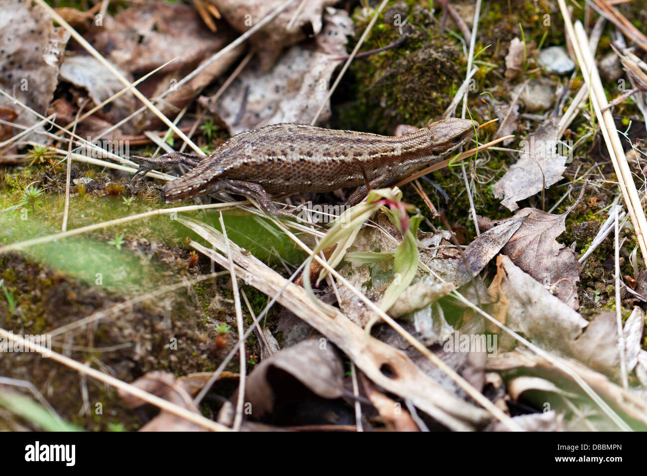 Tail loss (Autotomy) by the common lizard Zootoca vivipara, Lentiira ...