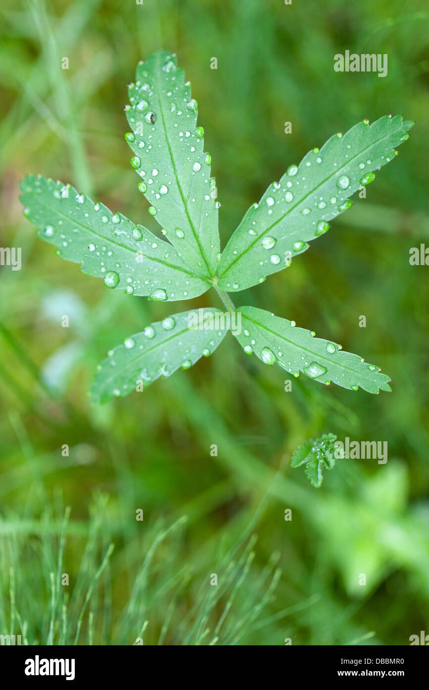 Pinnately compound leaf hi-res stock photography and images - Alamy