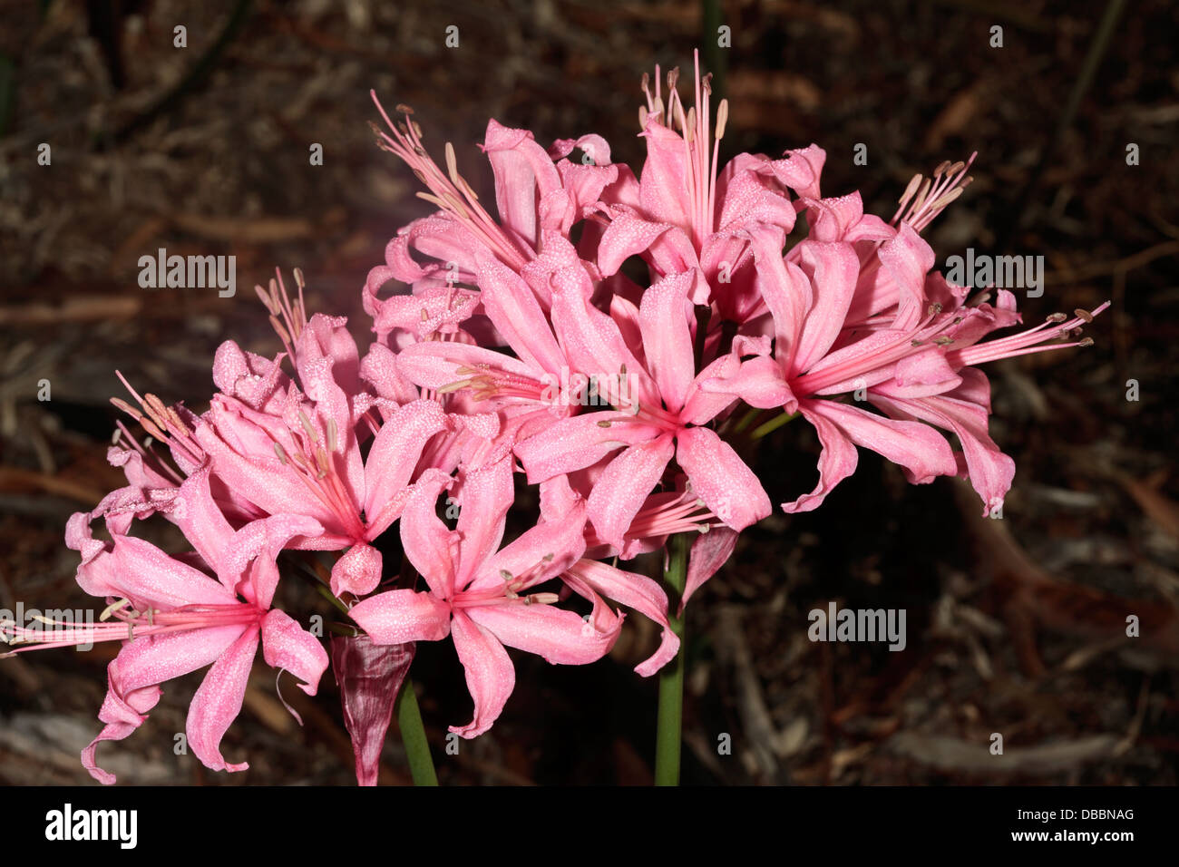 Guernsey lily nerine sarniensis hi-res stock photography and images - Alamy