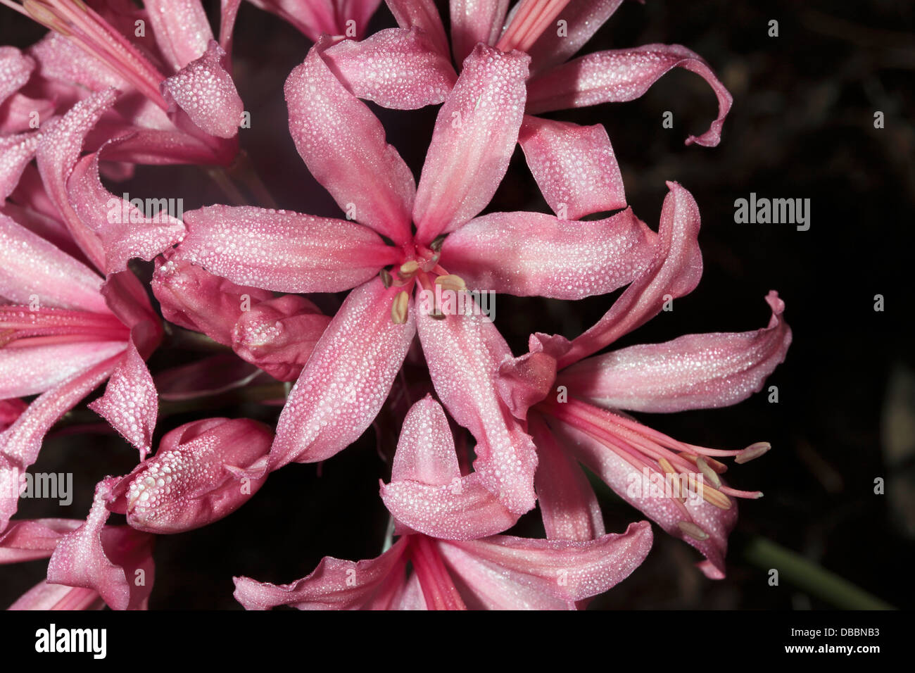 Guernsey lily nerine sarniensis hi-res stock photography and images - Alamy