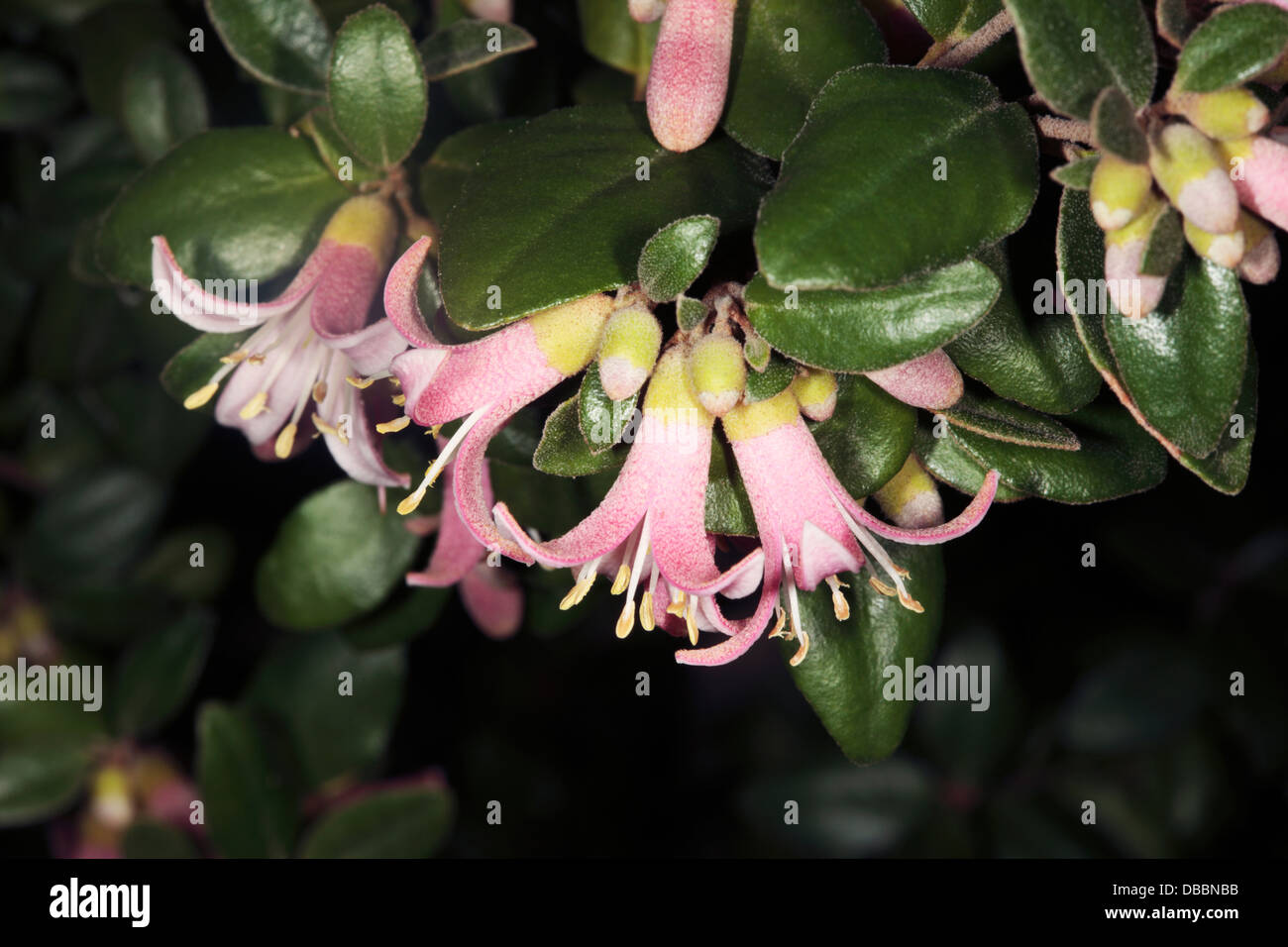 Close-up of flowers of Common Correa /Australian Fuschia/ Salmon Correa ...