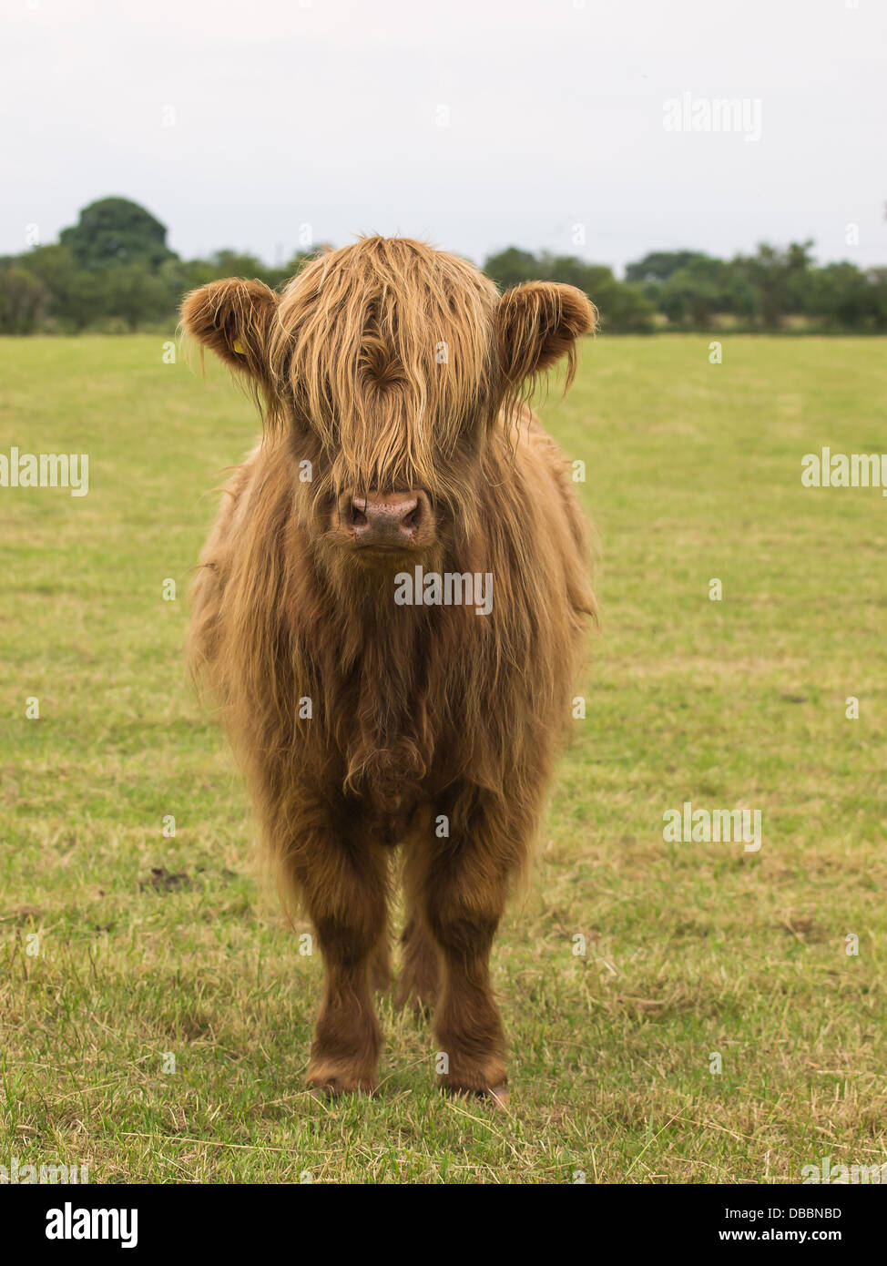 Highland cow calf hi-res stock photography and images - Alamy