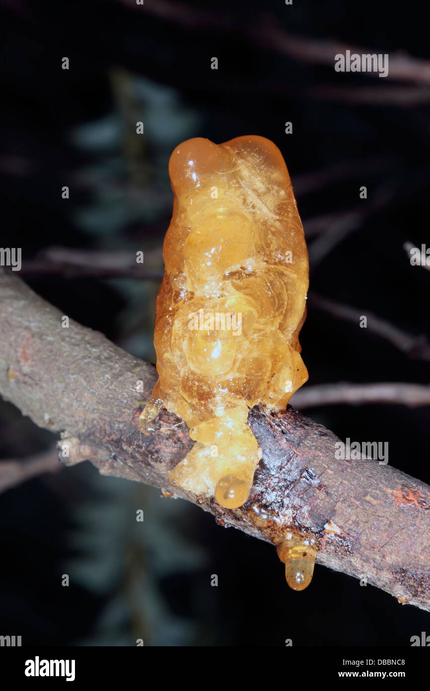 Exudate hi-res stock photography and images - Alamy