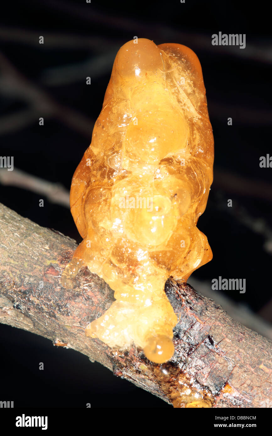 Close-up of large resin exudates from damaged tree branch Stock Photo ...