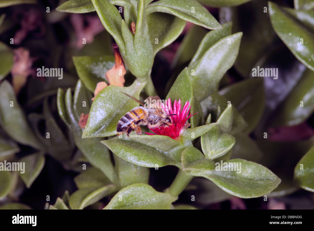Honey bee {Apis mellifera] collecting pollen from a Trailing Ice Plant ...