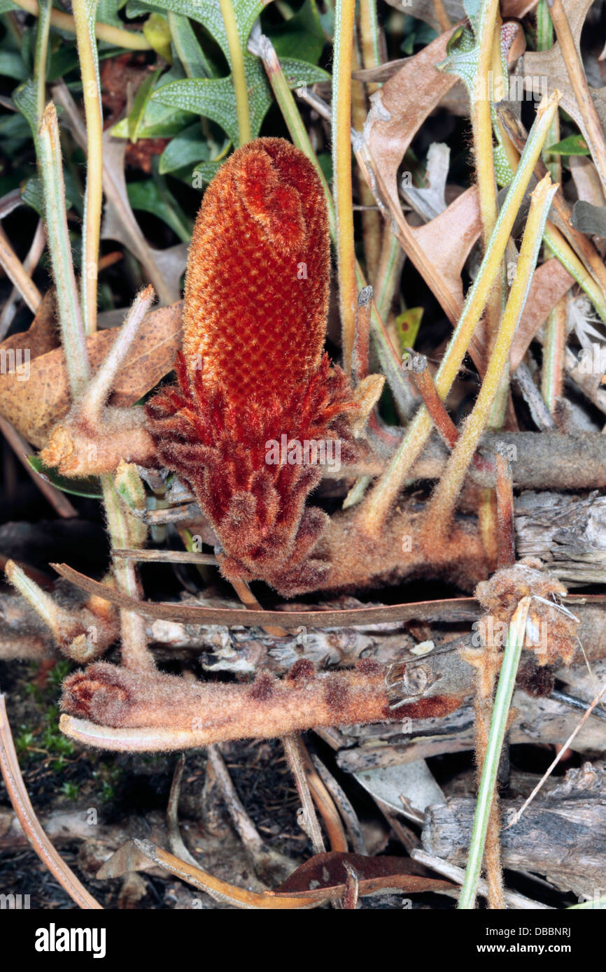 Banksias hi-res stock photography and images - Alamy