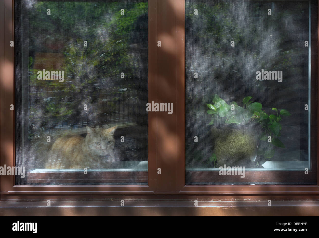 orange tabby cat sitting in window Stock Photo - Alamy