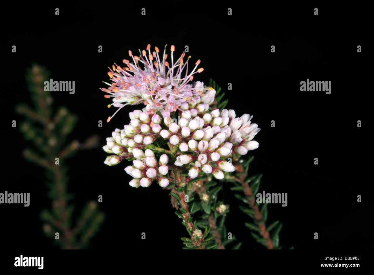 Clsoe-up of Buchu/ Boegoe/ Bookoo flowers - Agathosma ciliaris - Family ...