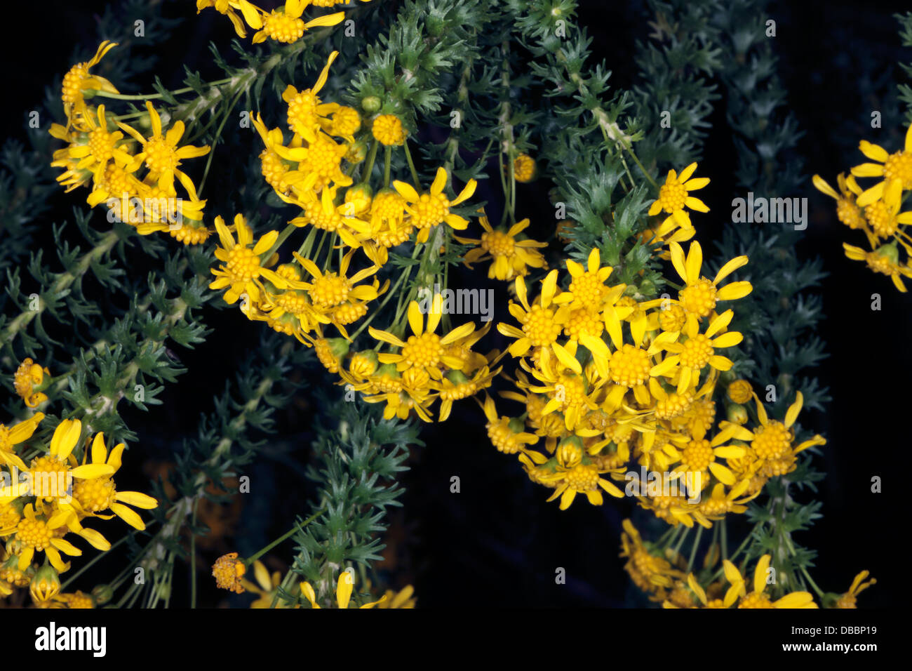 Close-up of Senecio flowers - Family Asteraceae Stock Photo - Alamy