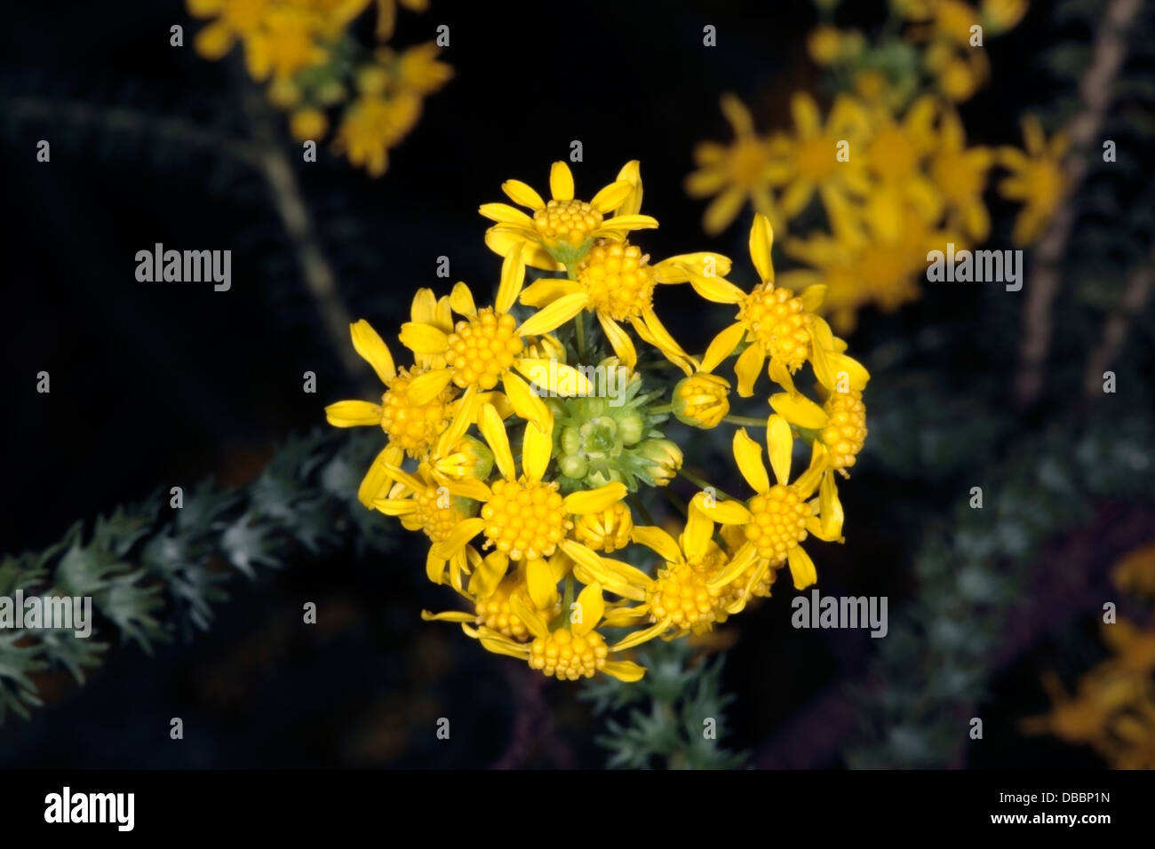Senecio flower south african flora hi-res stock photography and images ...