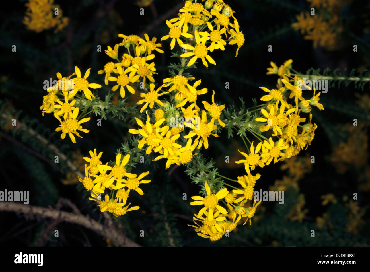 Close-up of Senecio flowers - Family Asteraceae Stock Photo - Alamy