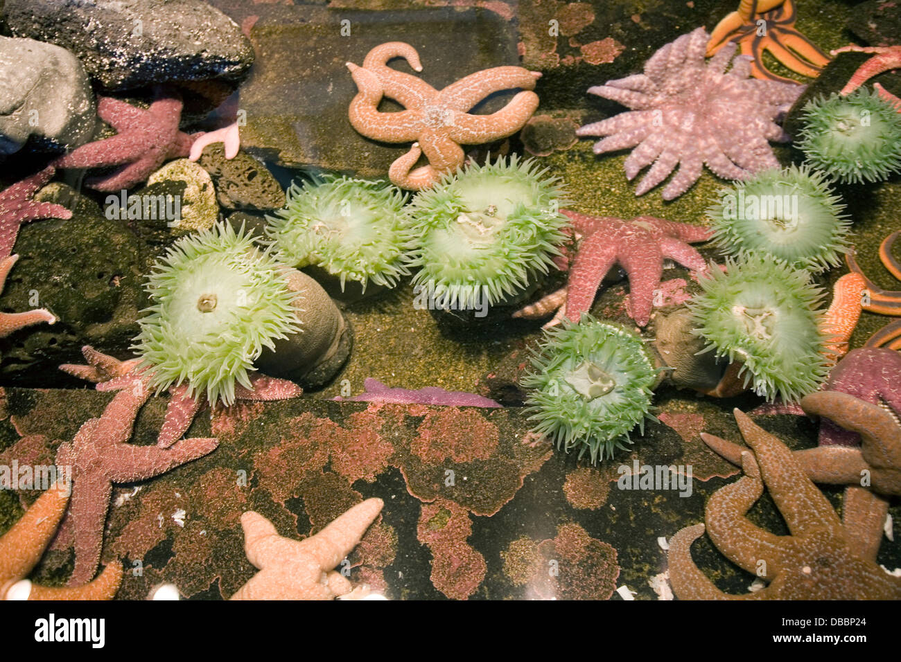 Sea life in a tide pool at Oregon Coast Aquarium, Newport, Oregon, USA ...