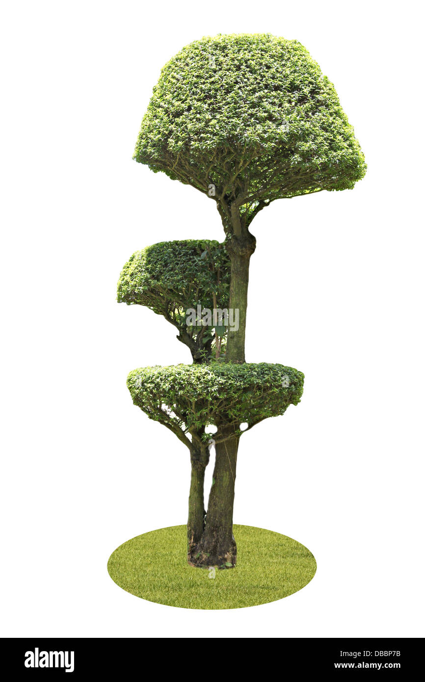 The Tree trimming on a white background Stock Photo - Alamy