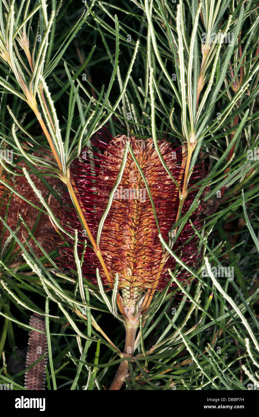 Close-up of Red Swamp Bankia / Waterbush? - Banksia occidentalis ...