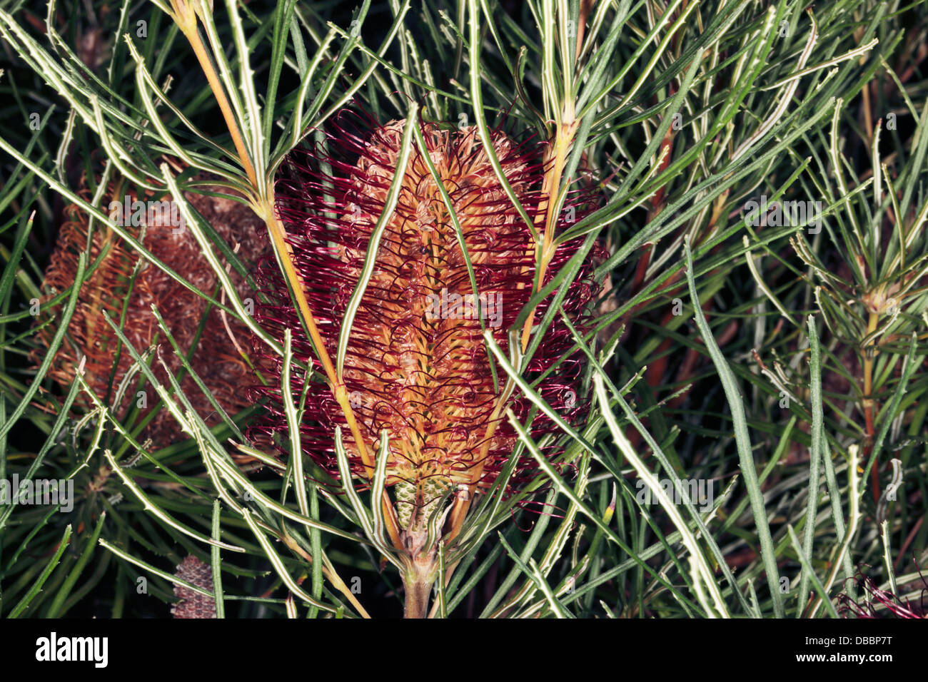 Swamp banksia hi-res stock photography and images - Alamy