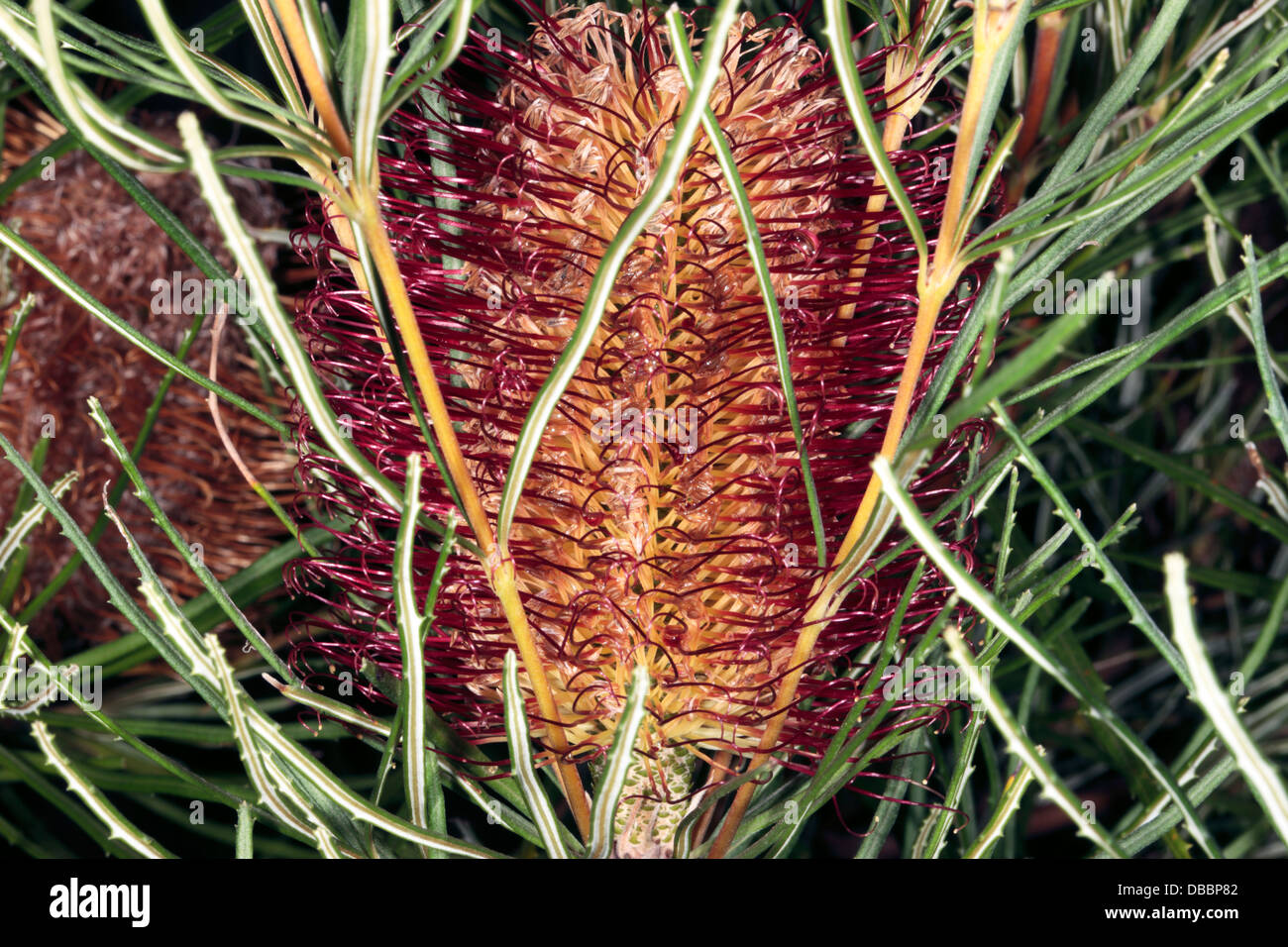 Close-up of Red Swamp Bankia / Waterbush - Banksia occidentalis ...