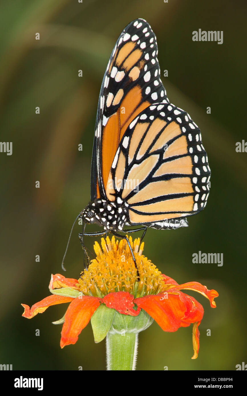 A Monarch Butterfly On A Red Flower, Danaus plexippus Stock Photo - Alamy
