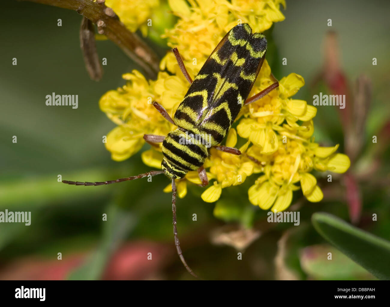 Locust borer beetle hi-res stock photography and images - Alamy