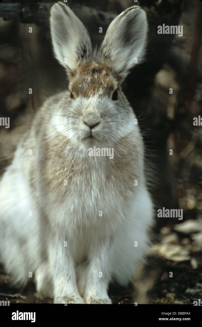snowshoe hare, snowshoe rabbit, in Interior Alaska, Denali, Mount ...