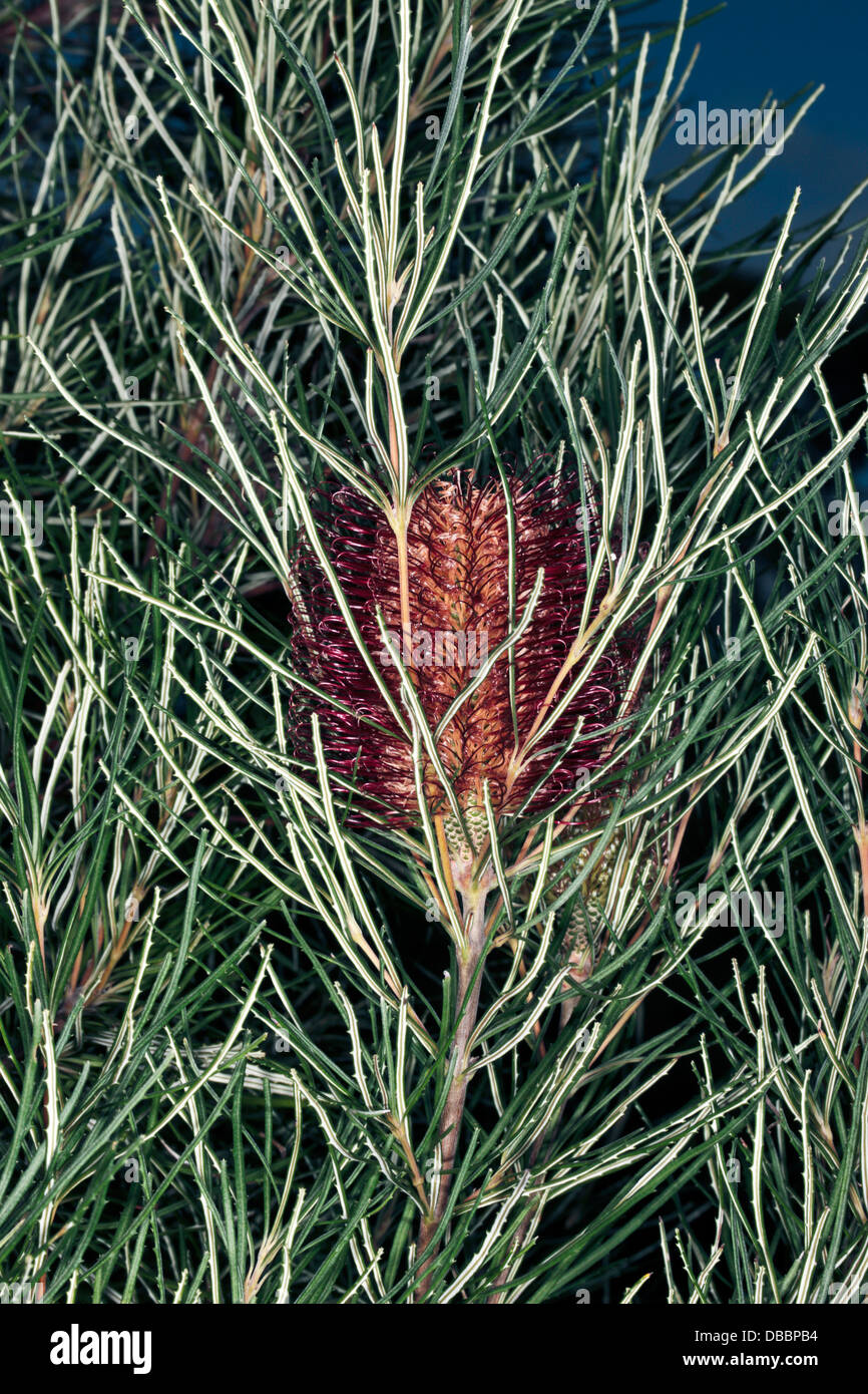 Close-up of Red Swamp Bankia / Waterbush - Banksia occidentalis ...