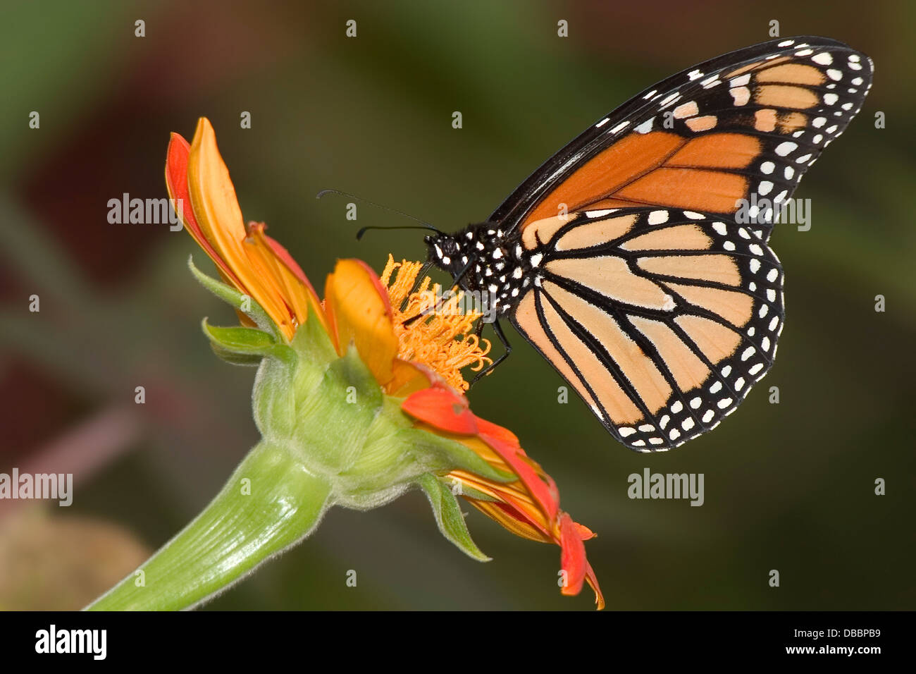 A Monarch Butterfly On A Red Flower, Danaus plexippus Stock Photo - Alamy