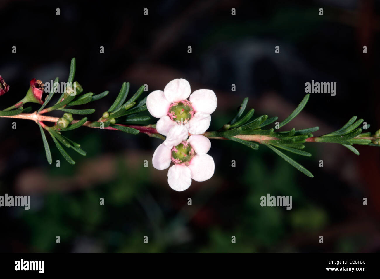 Astratea hi-res stock photography and images - Alamy