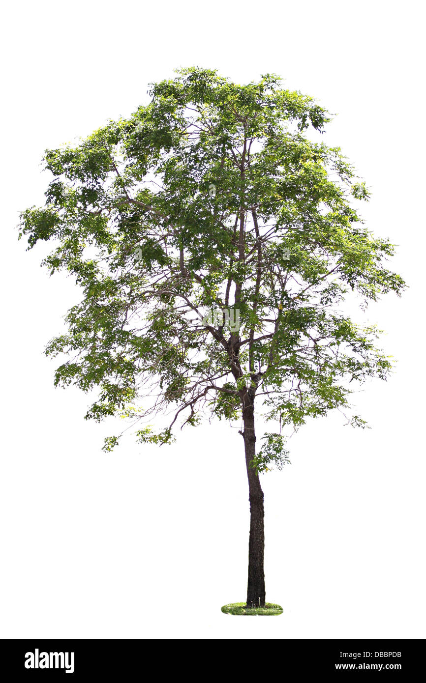 Trees in the forest on a white background Stock Photo - Alamy