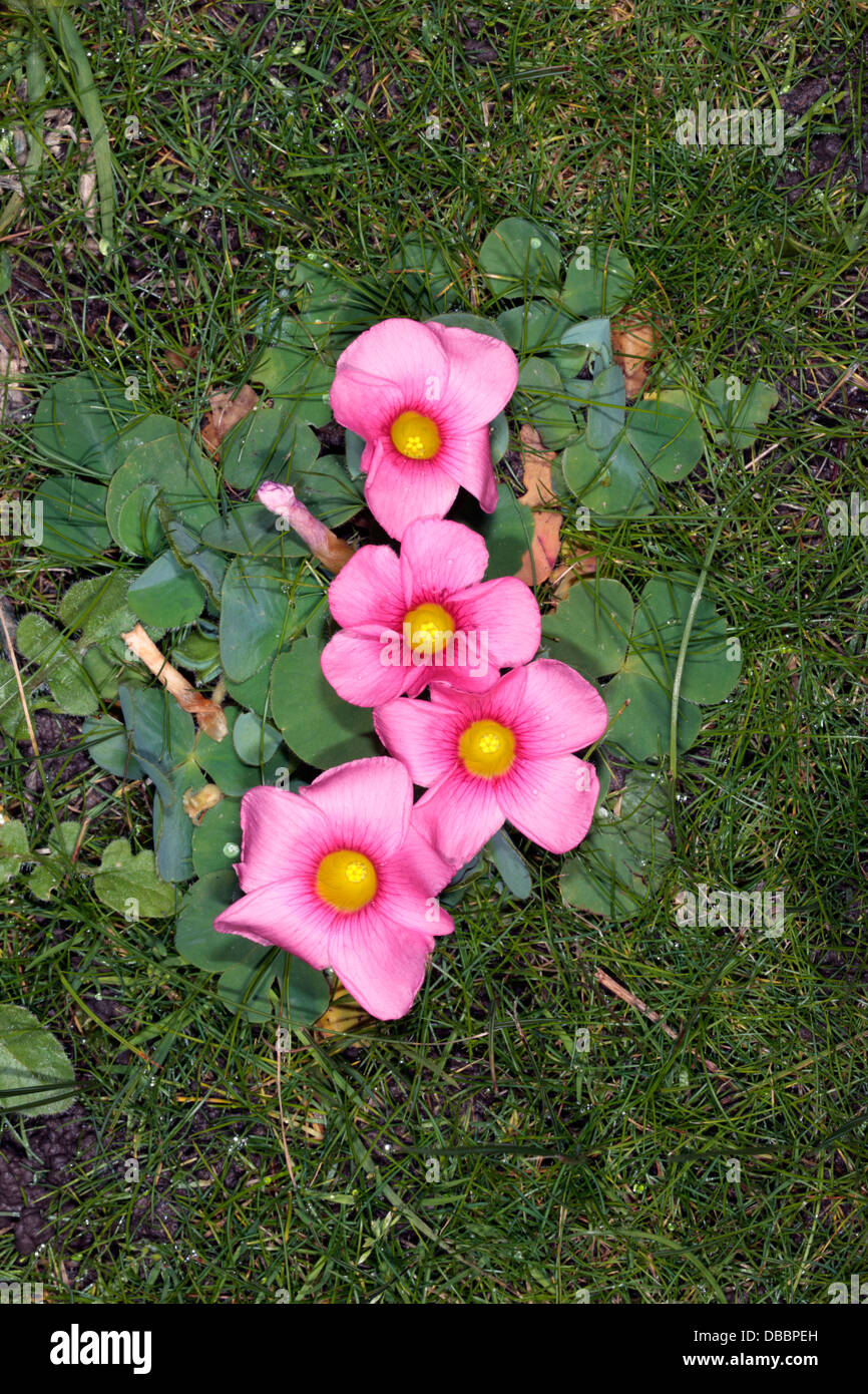 Yellow-eyed Sorrel- Oxalis obtusa - Family Oxalidaceae Stock Photo - Alamy