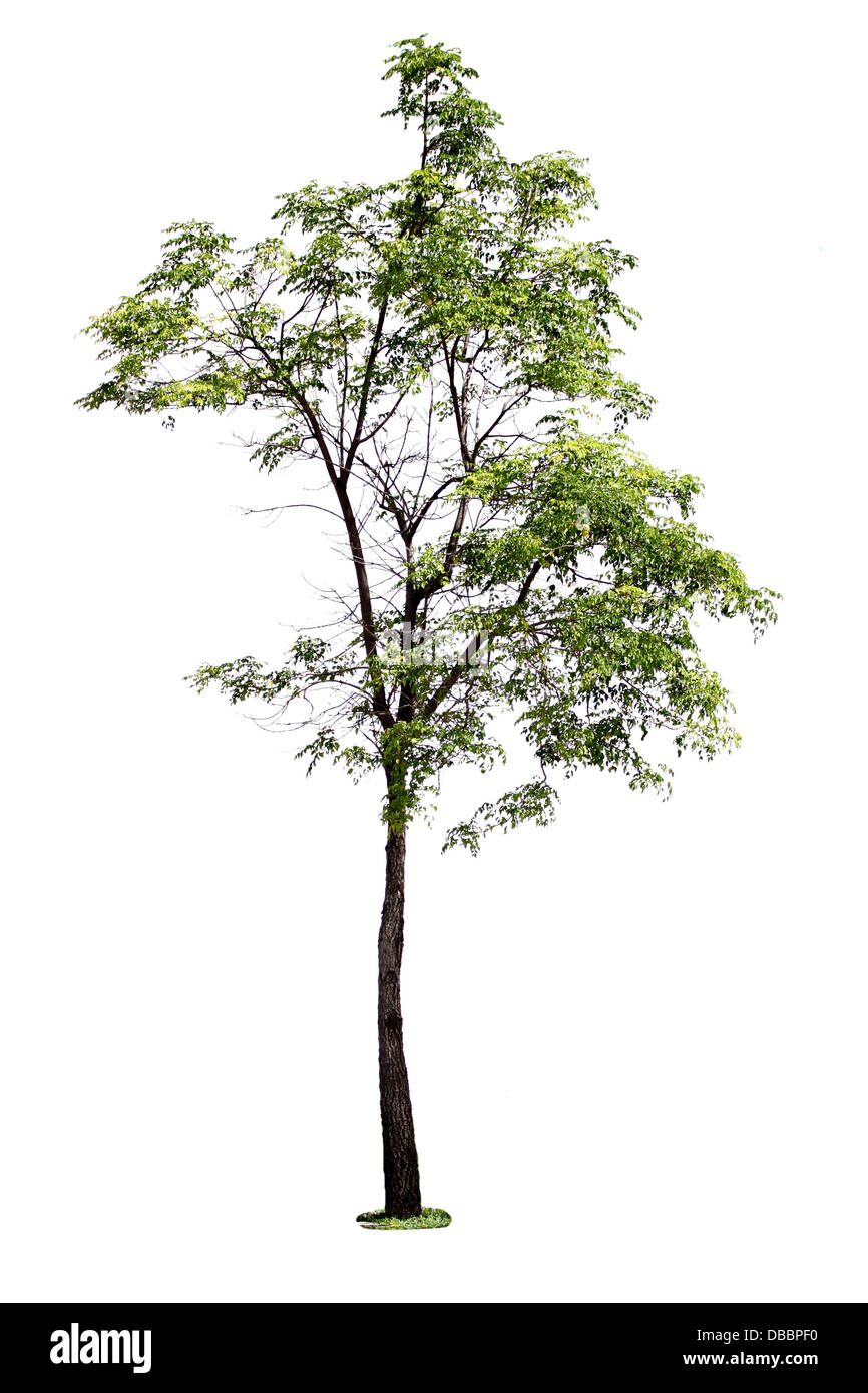 Trees in the forest on a white background Stock Photo - Alamy