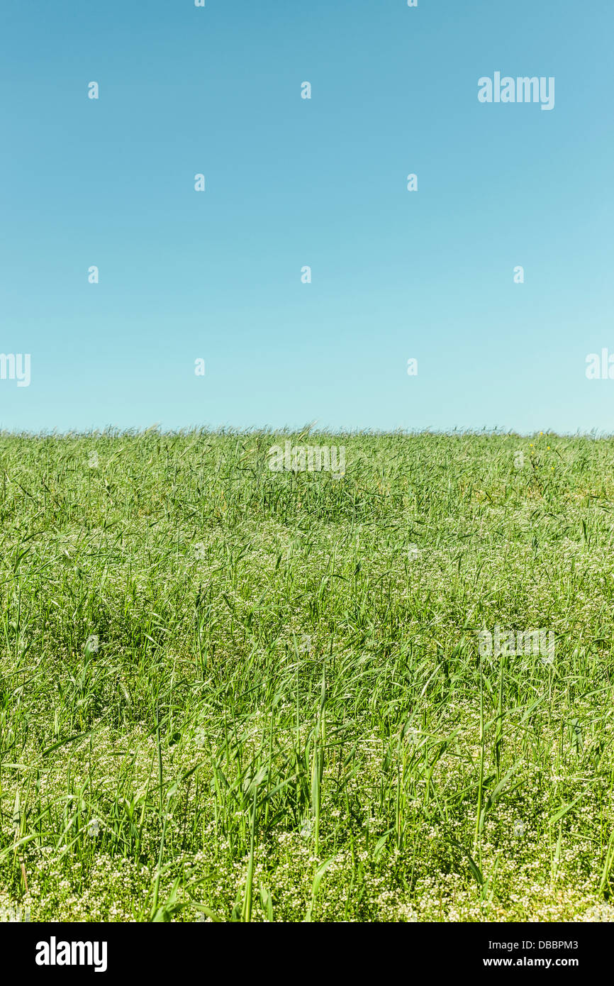 Simple summer landscape hi-res stock photography and images - Alamy