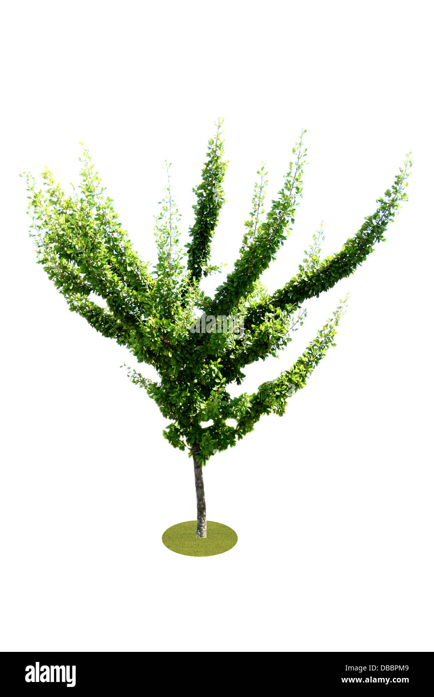 Forest Cut Out Stock Images & Pictures - Alamy
