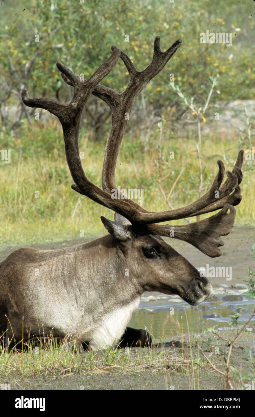 CAribou in Mount McKinley National Park. Denali Stock Photo - Alamy