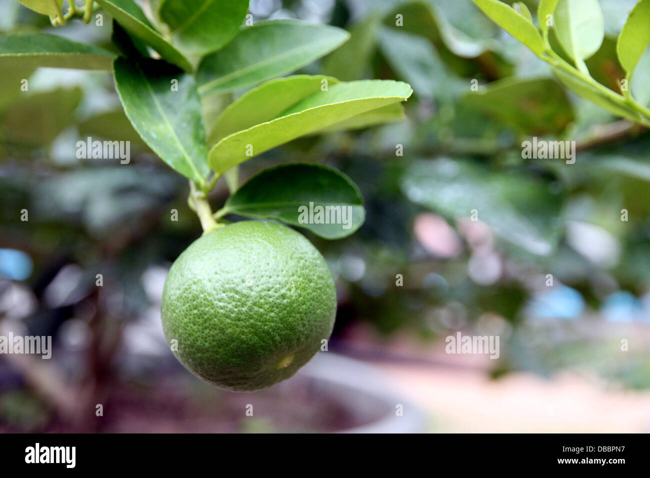 Lemon on the tree are not ripe in Vegetable garden Stock Photo - Alamy