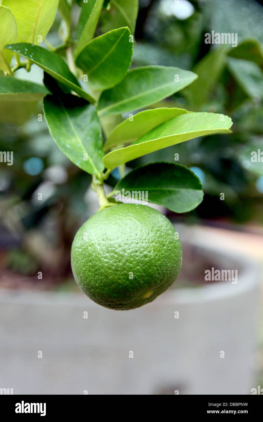 Lemon on the tree are not ripe in Vegetable garden Stock Photo - Alamy