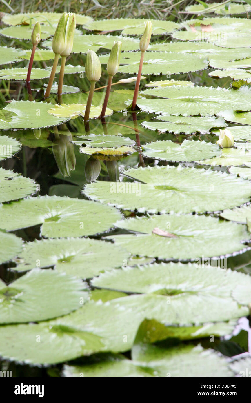 The Lotus not bloom in the pond Stock Photo - Alamy
