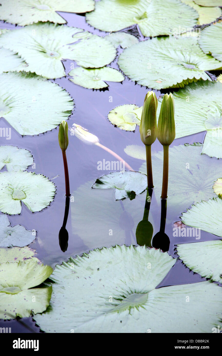 The Lotus not bloom in the pond Stock Photo - Alamy