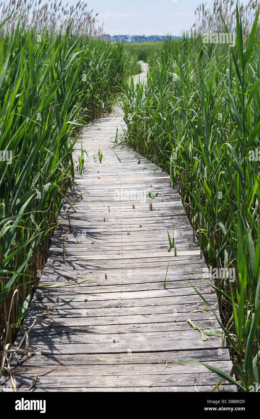 boardwalk trail through a marsh at Plum Island Stock Photo - Alamy