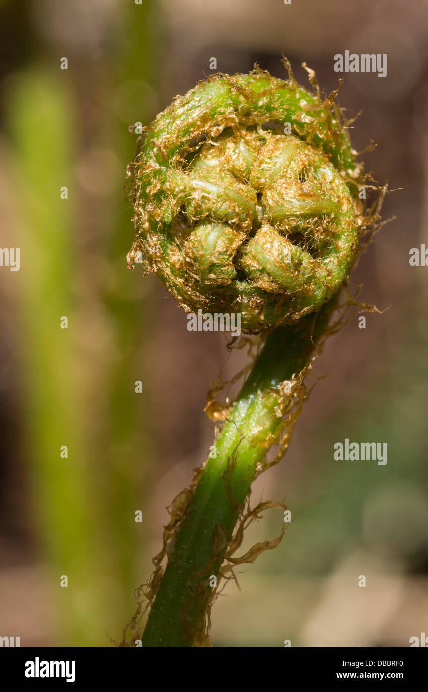 macro image of fern fiddlehead in the spring with blurred background ...
