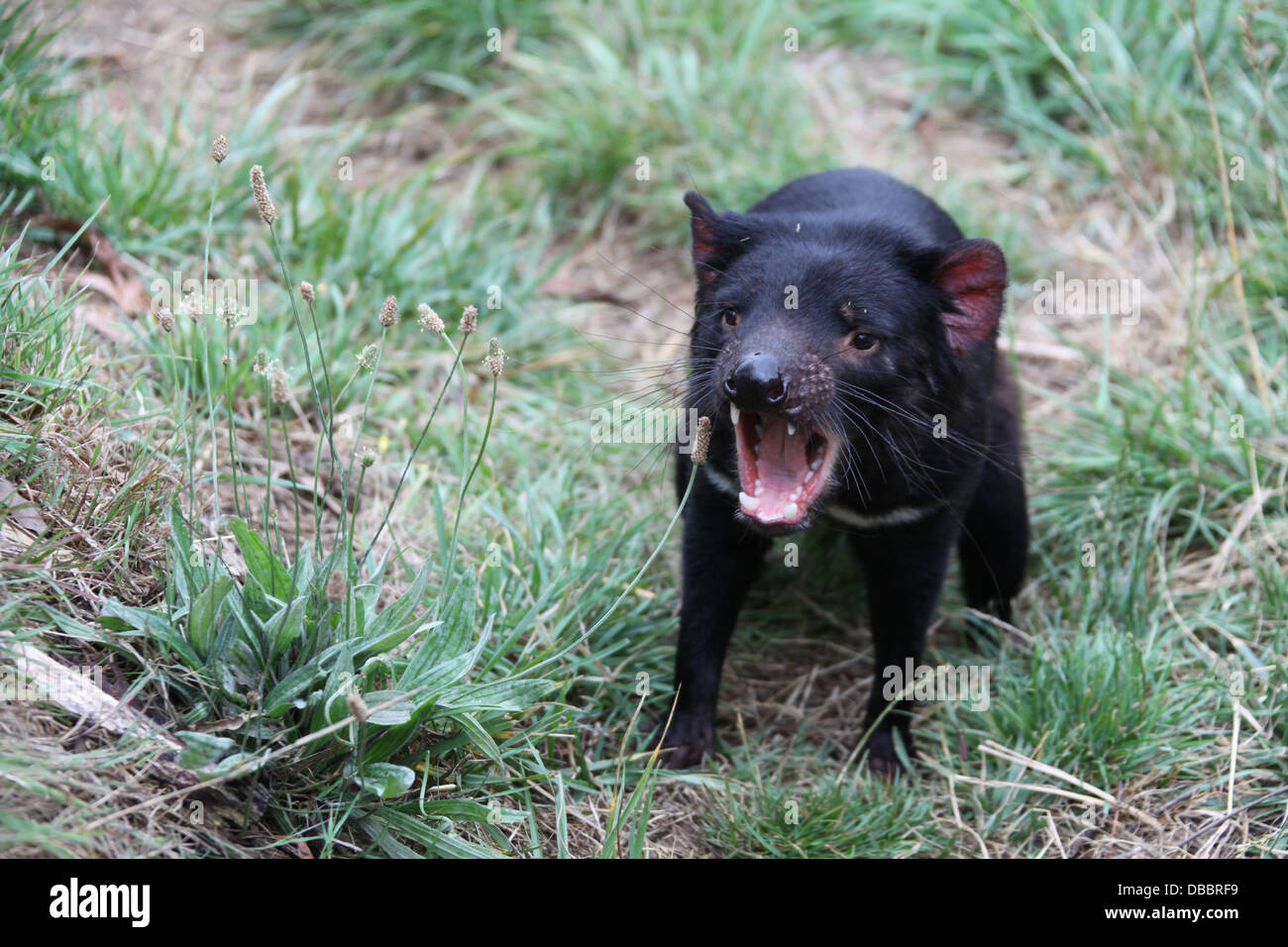 Tasmanian devil tasmania hi-res stock photography and images - Alamy