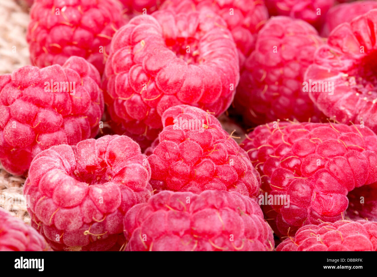 A beautiful selection of freshly picked ripe red raspberries Stock ...