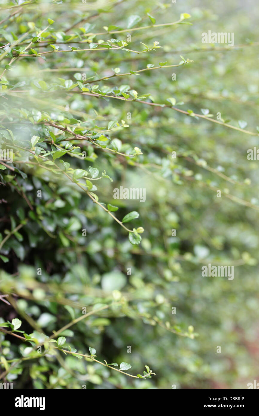 The Green tree inside the boundary wall in park Stock Photo - Alamy