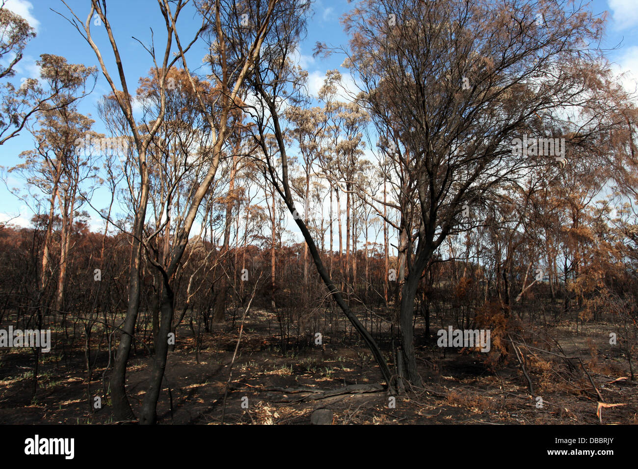 Tasmanian bush fires hi-res stock photography and images - Alamy