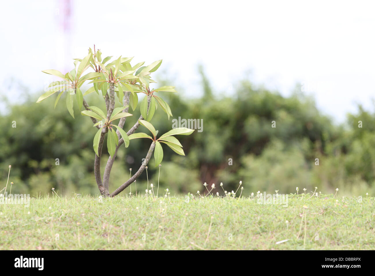 Tentacle tree hi-res stock photography and images - Alamy
