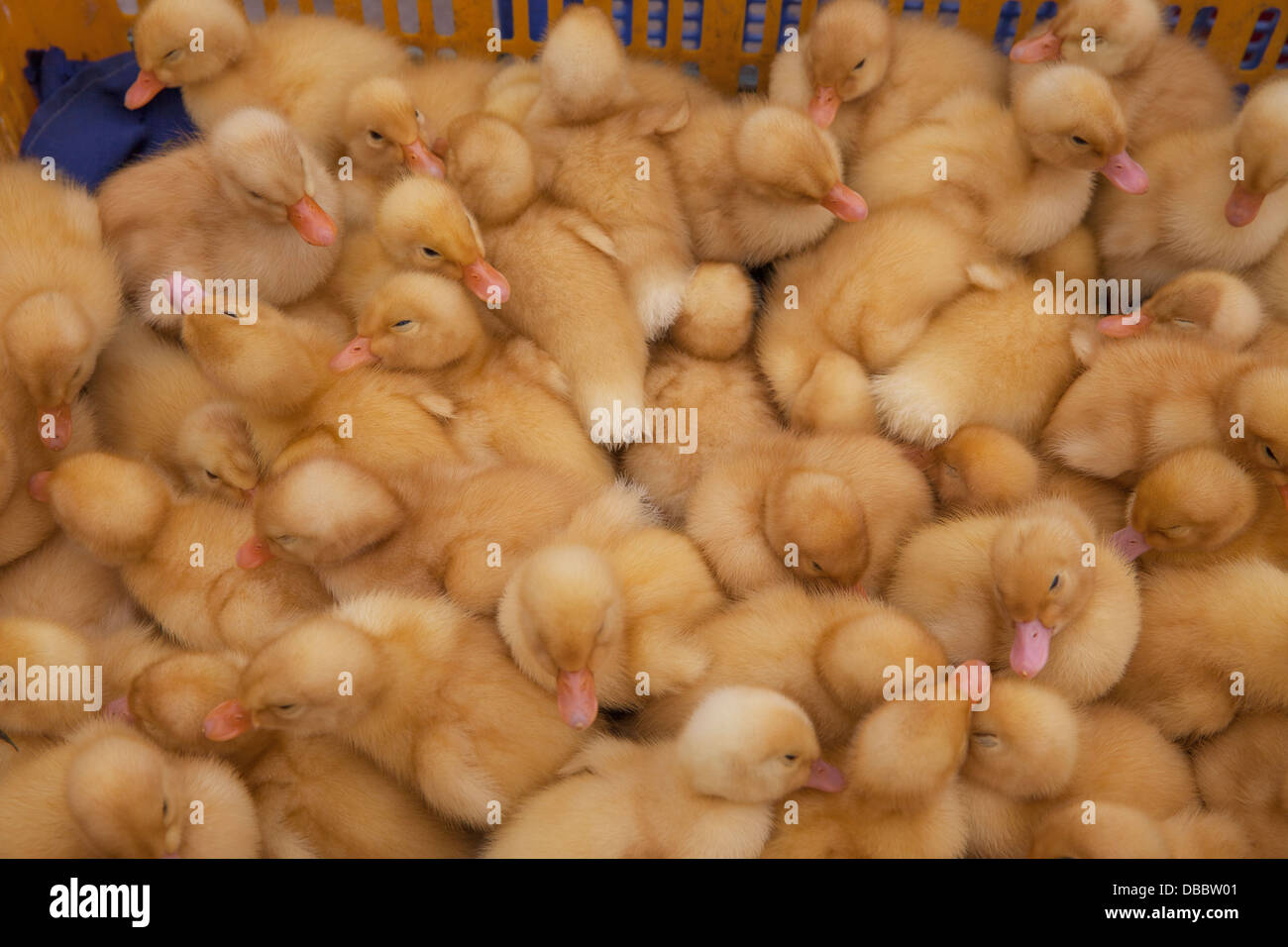 Pet Baby Ducks For Sale